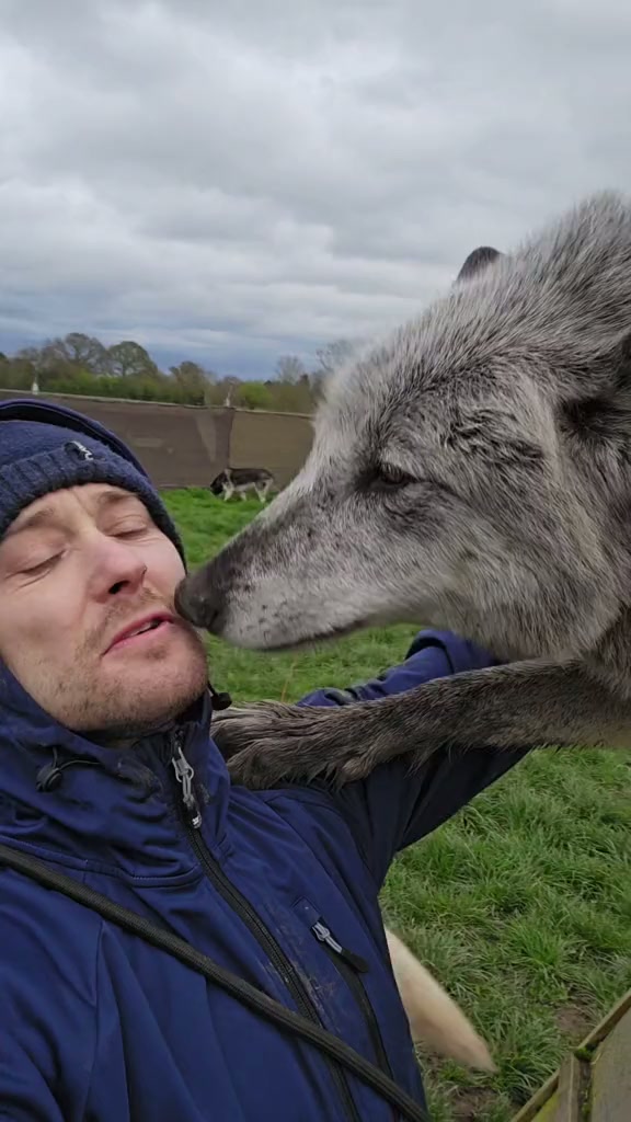 Playful wolves take center stage with me