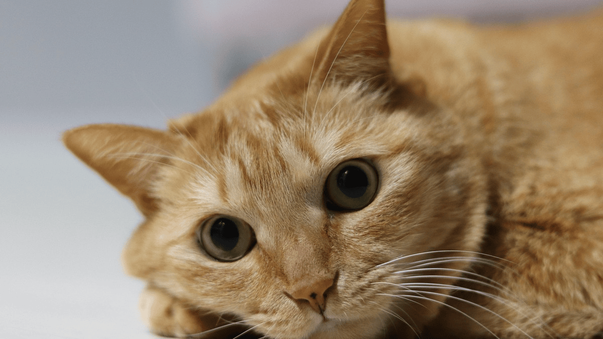 What color cat are you according to your birth month?