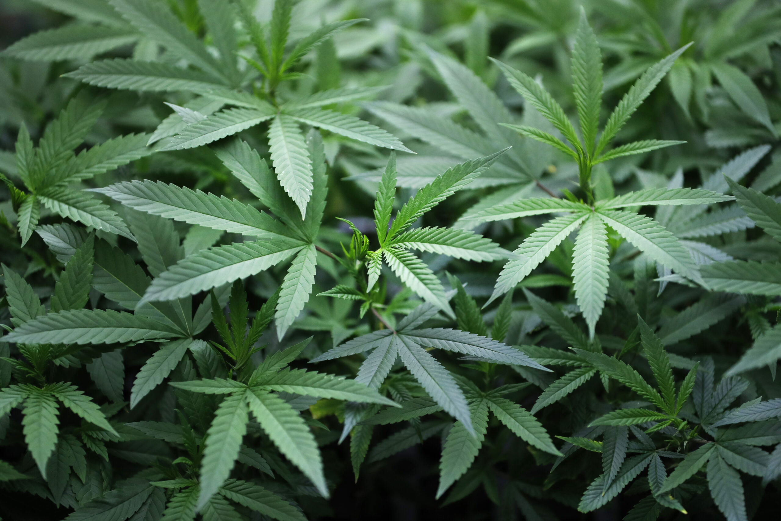 Just in: Trump administration reclassifies marijuana in major move