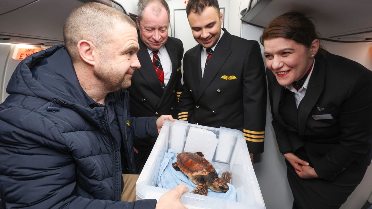 Rescued turtle swept away by storm given VIP treatment on flight