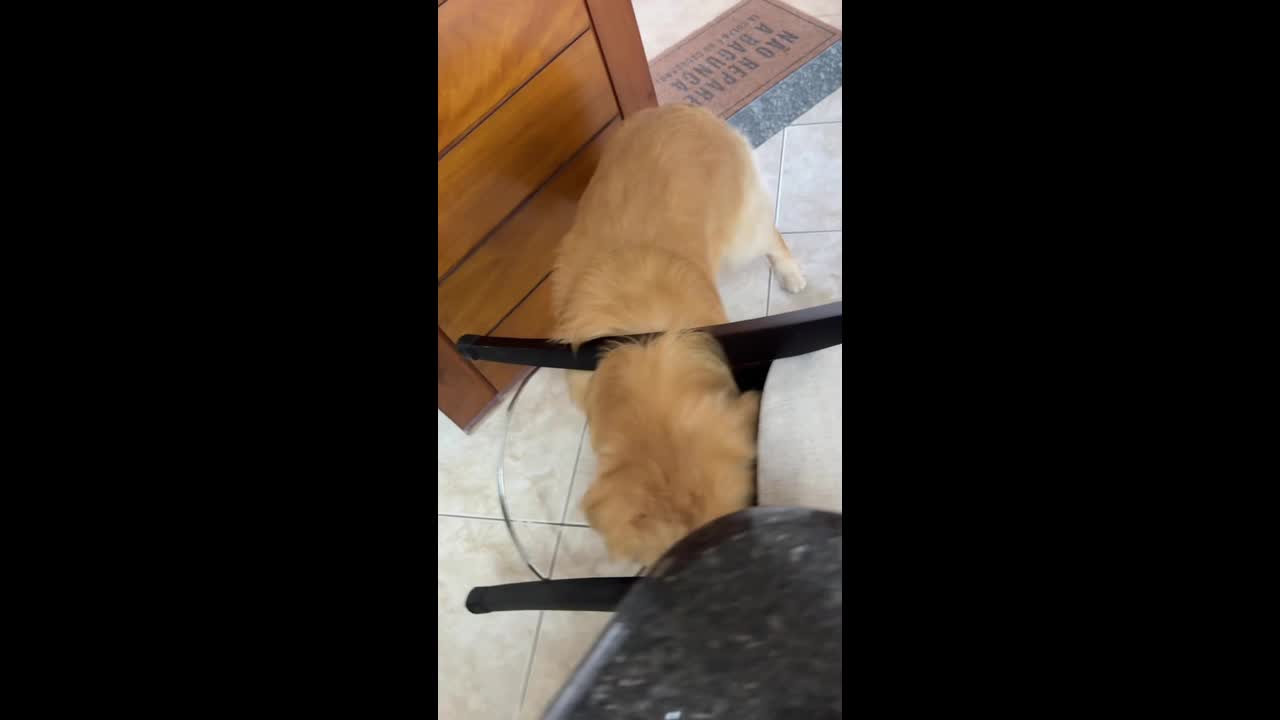 Golden retriever frozen as he gets head stuck in chair, owners come to ...