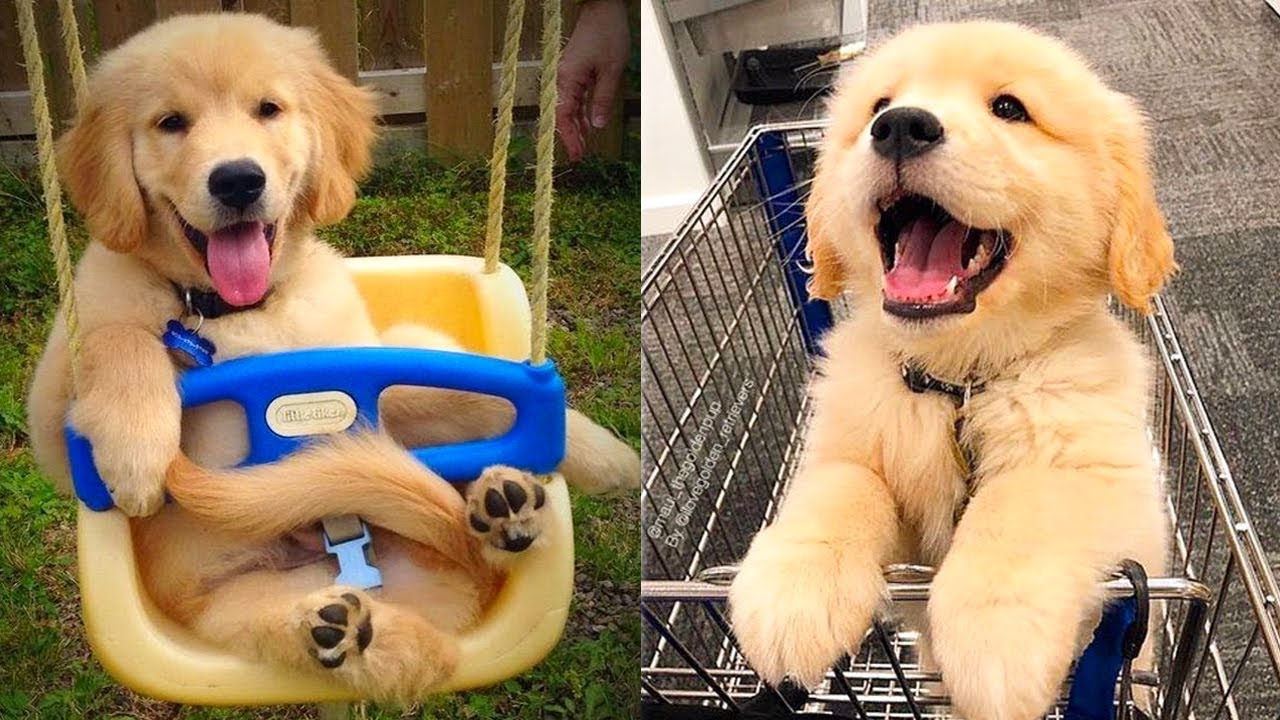 Tiny puppies playing with toys