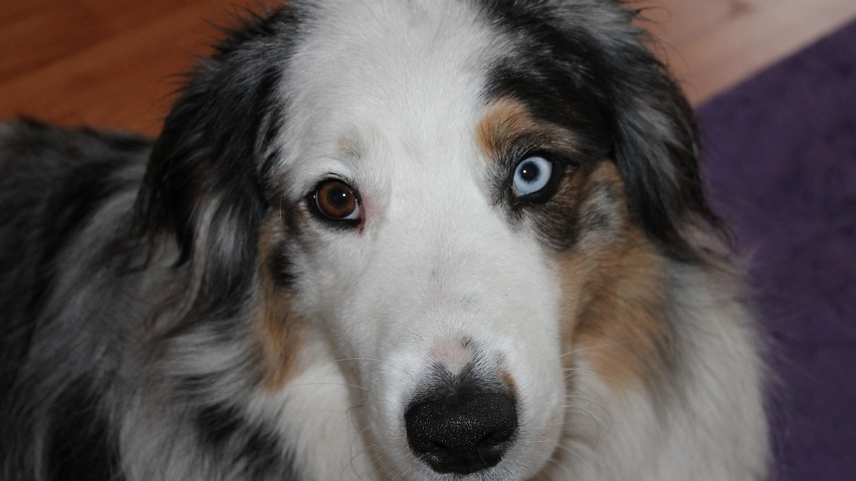 10 dog breeds that informed owners choose after thorough research