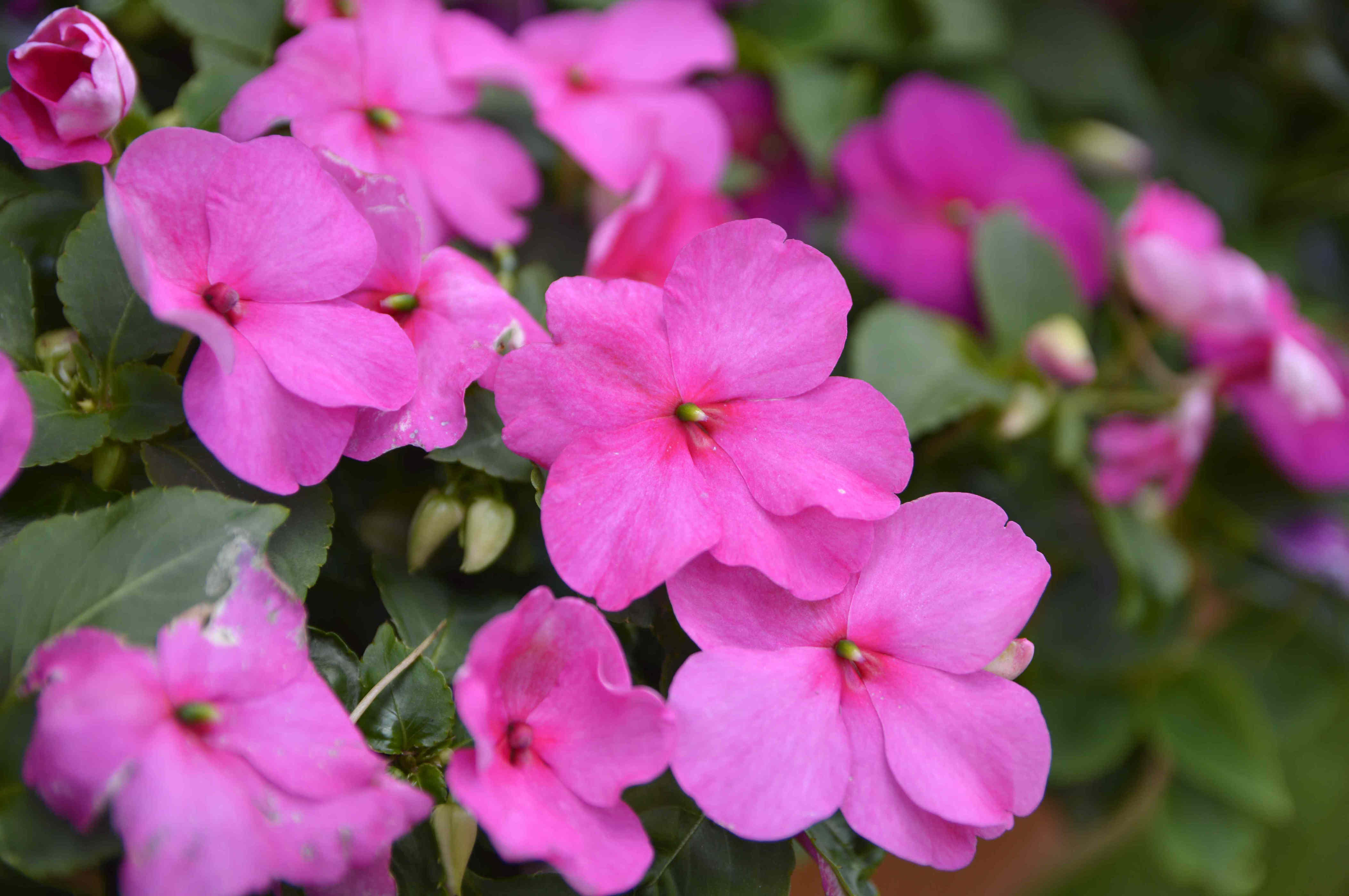 This classic garden flower used to be everywhere—and experts say it’s ...