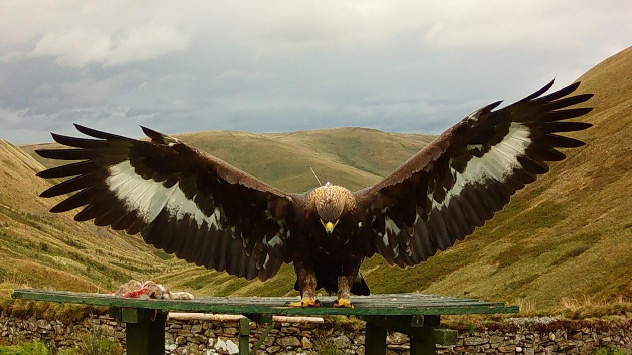 Estate licence suspended after golden eagle's 'sudden disappearance'