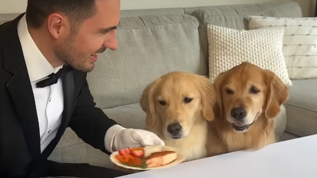 The slow, beautiful evolution of life with a dog