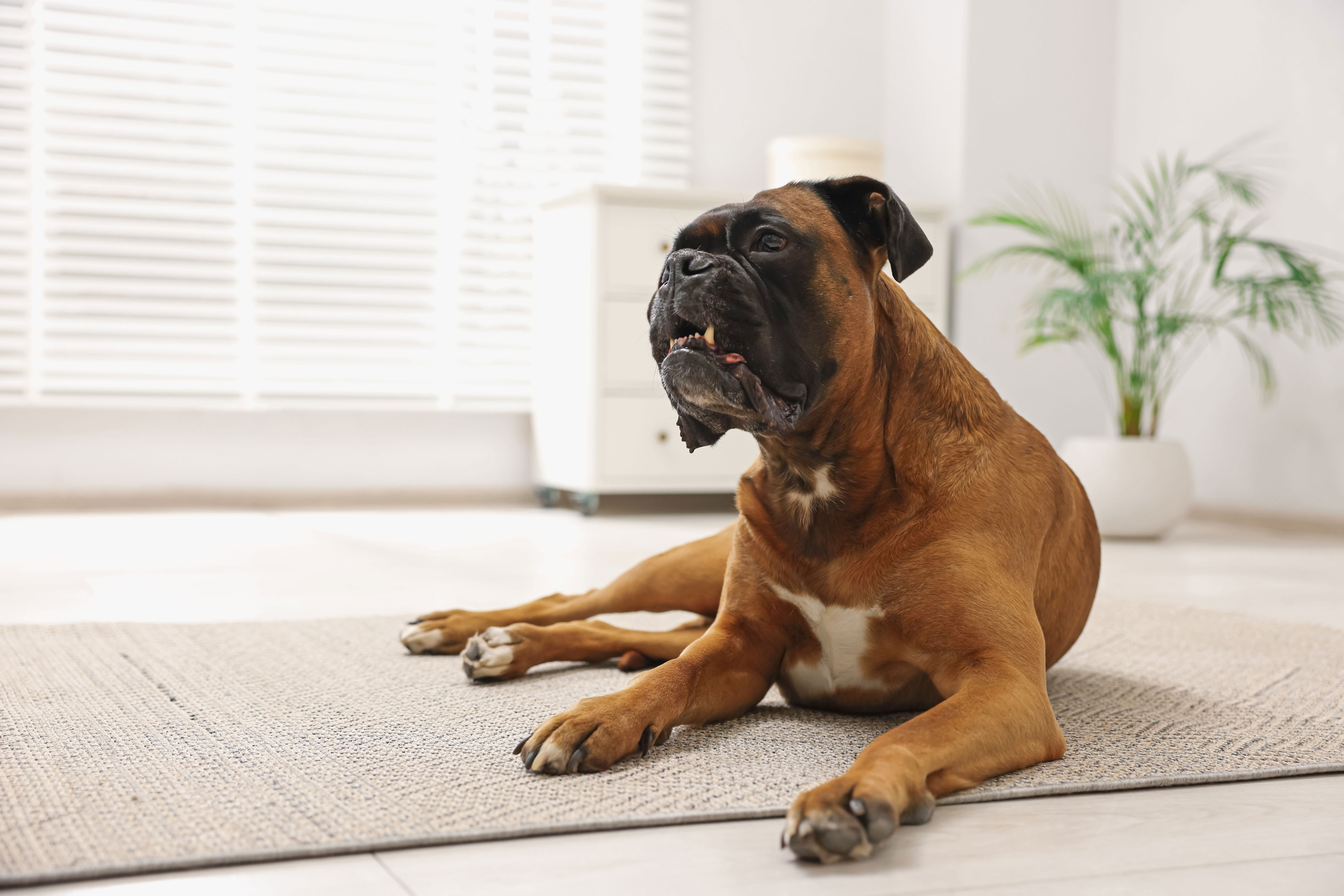 Boxer shows dad her dinner is finished—her true motive goes viral
