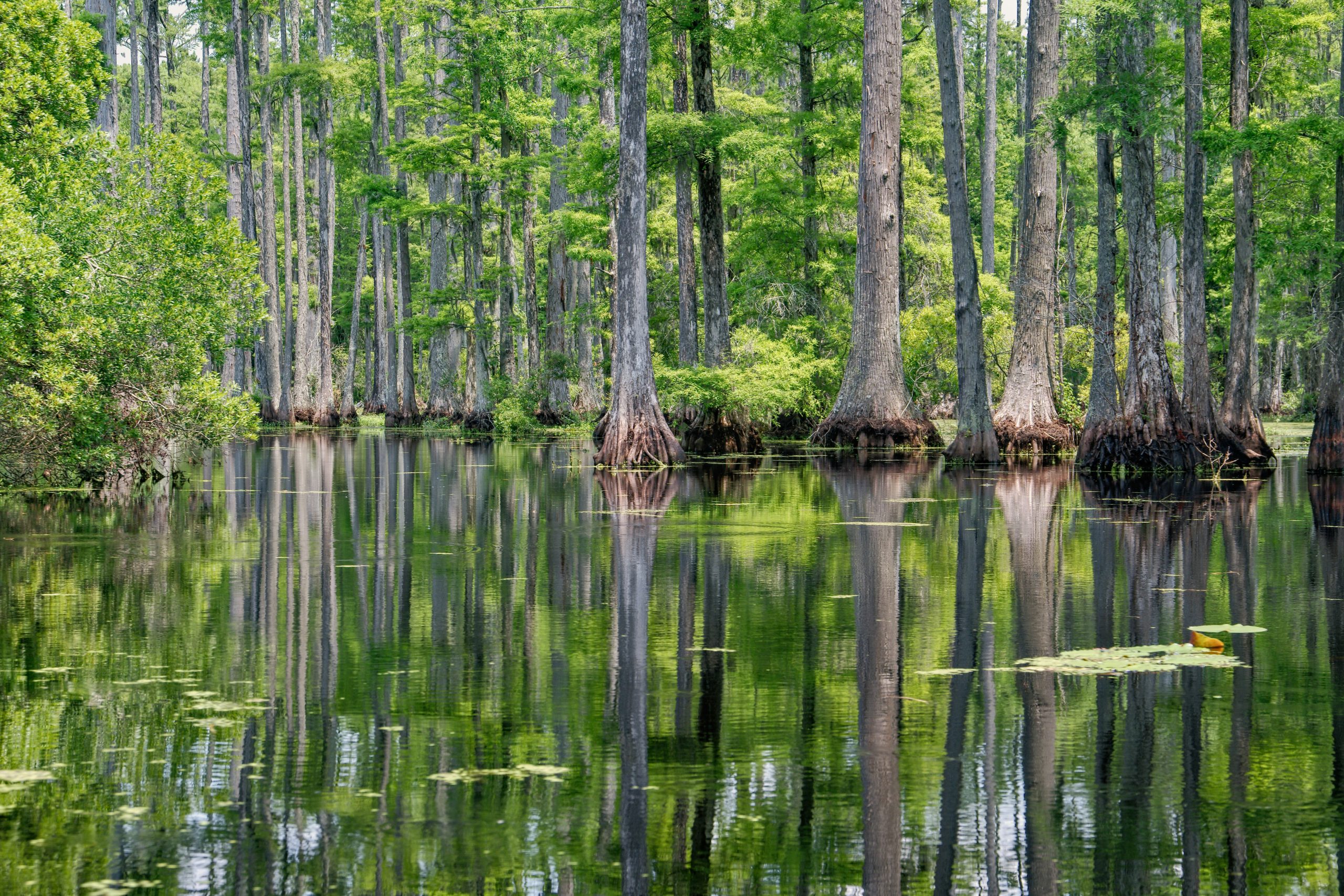 Best places for a scenic swamp tour in the South