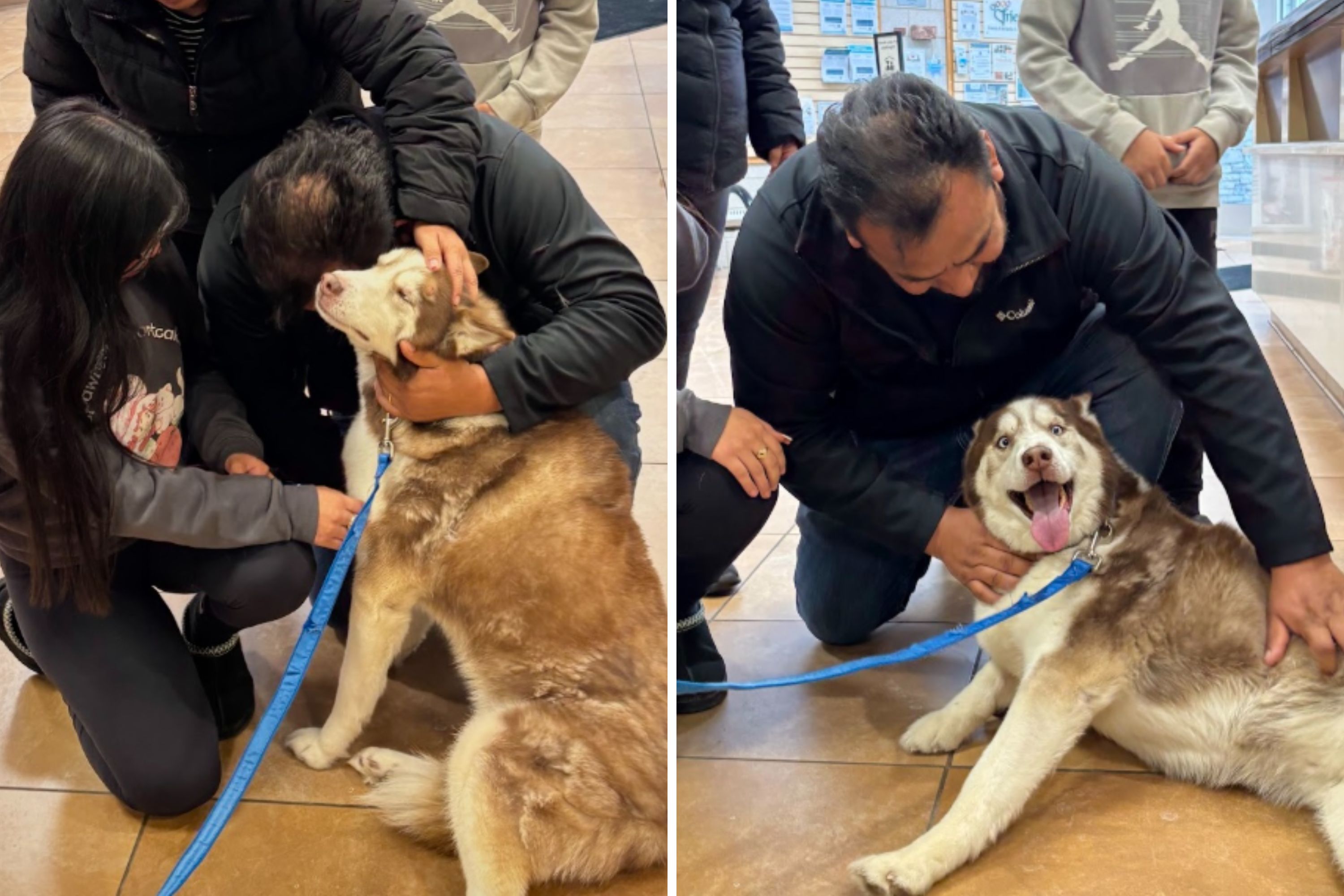 Dog brought to shelter—staff shocked by 5-year secret hidden on microchip