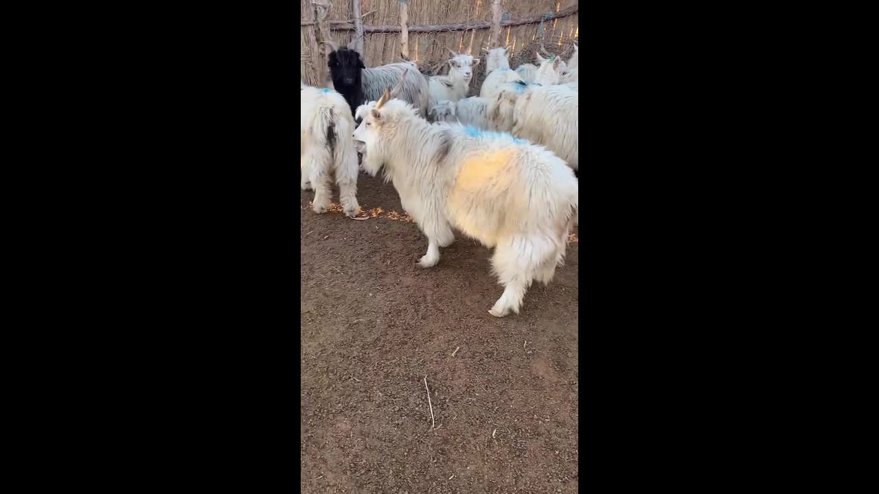 Amusing moment sheep bleats loudly in farm pen