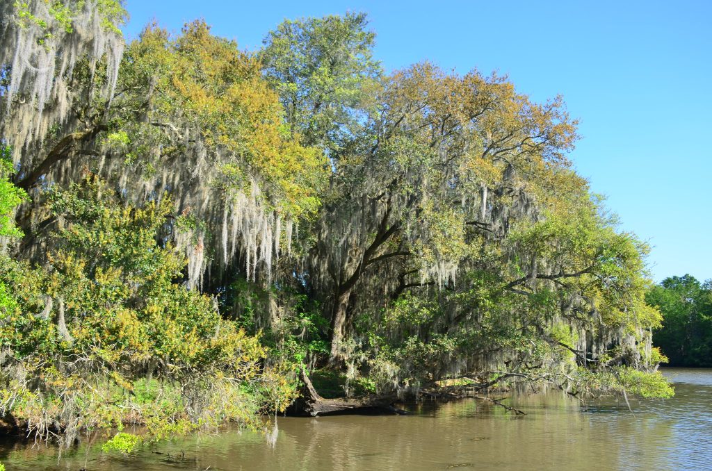 Best places for a scenic swamp tour in the South