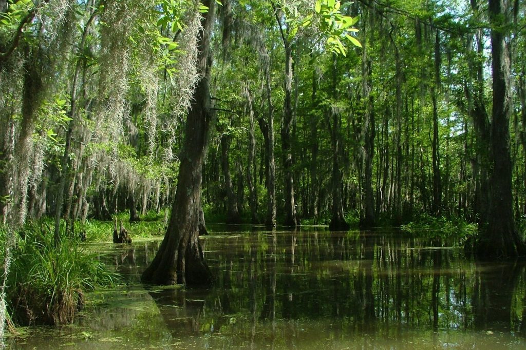 Best places for a scenic swamp tour in the South