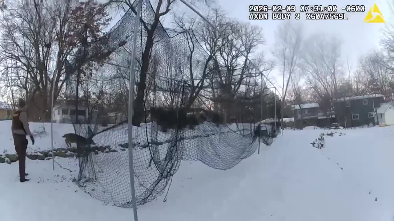 Deputies free deer trapped in backyard batting cage net