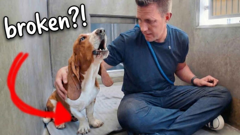Shelter basset hound gets second chance despite medical mystery and ...