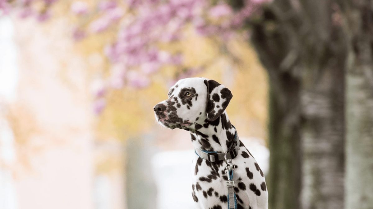 Why some dogs isolate themselves and when you should pay attention