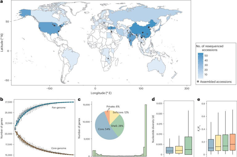 Breeding a better cucumber: New genetic map reveals 171,892 structural ...