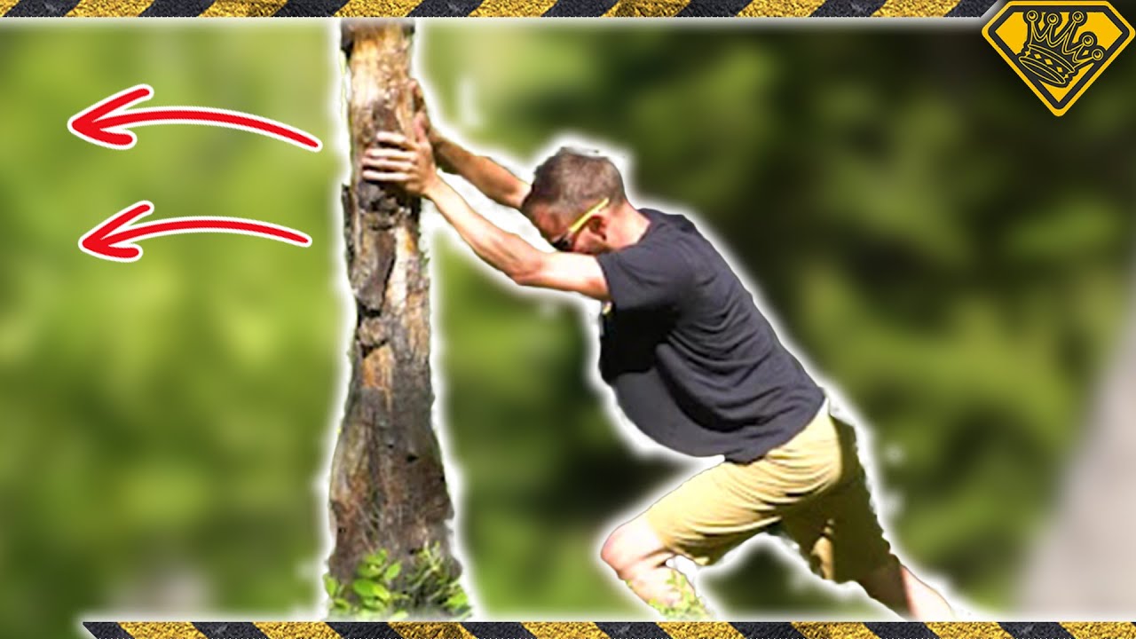 How to cut down a tree with no tools