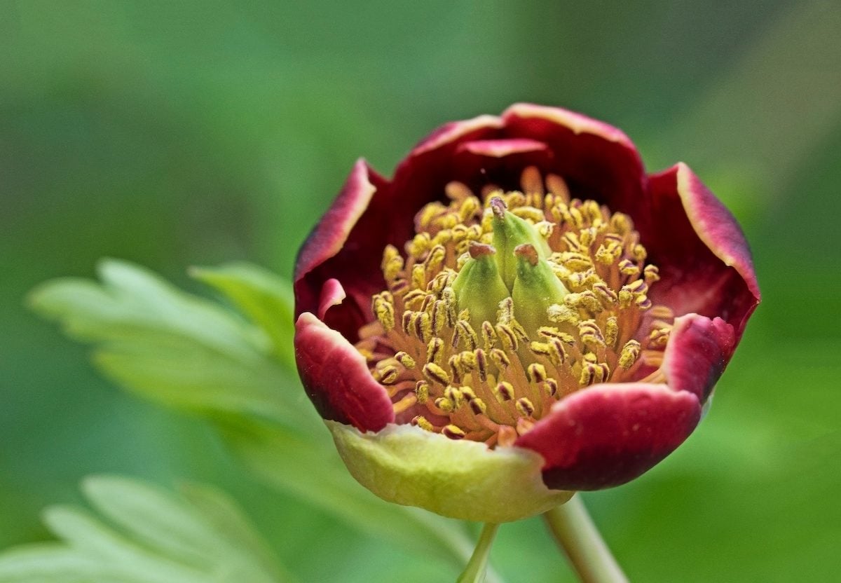 10 little-known peony plant facts