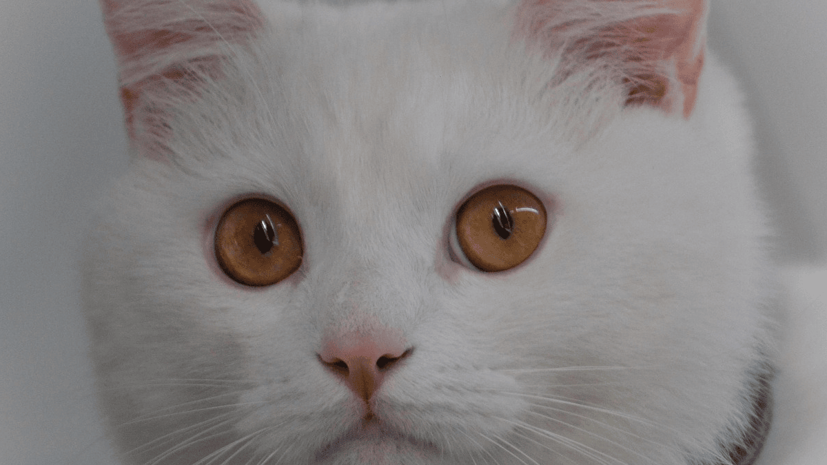 10 habits that seem loving but actually bother your cat and that you ...