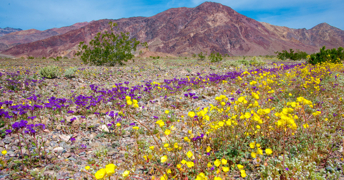 A rare Southern California superbloom is expected this February