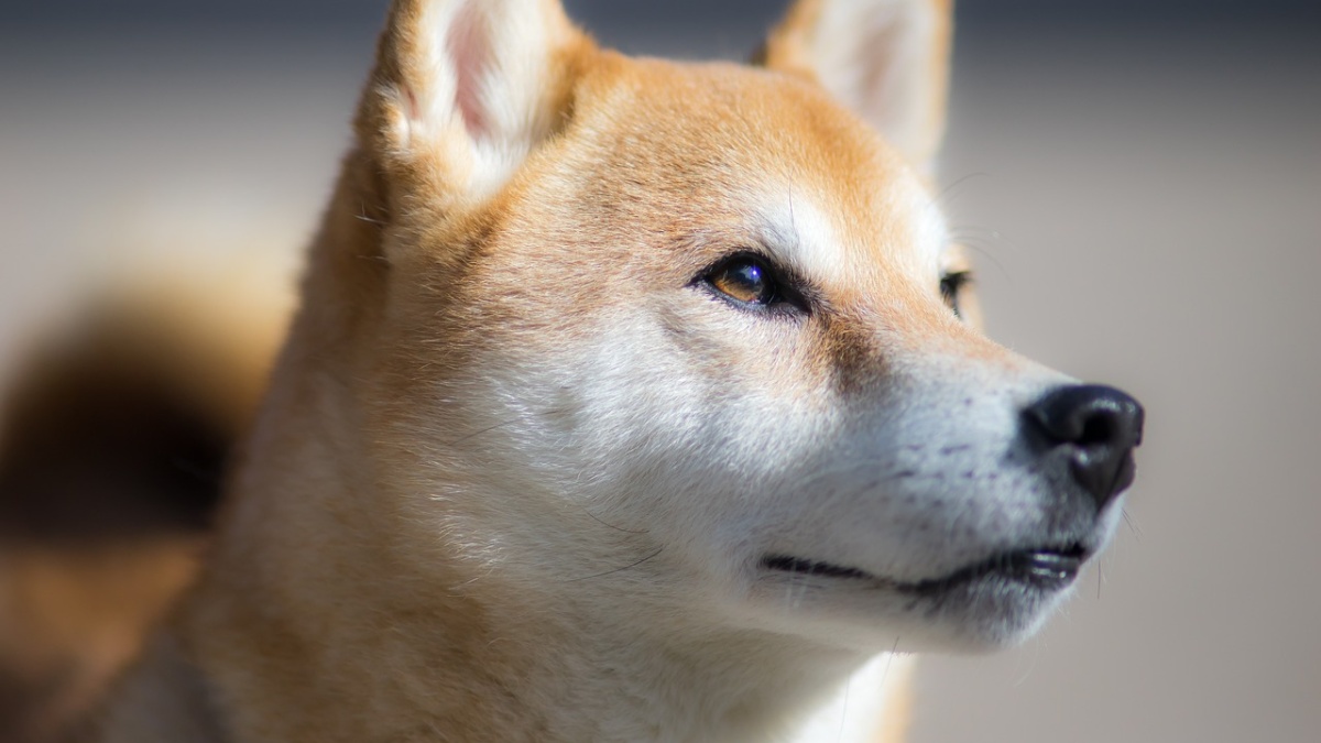The 5 dog breeds that would abandon you without a second thought