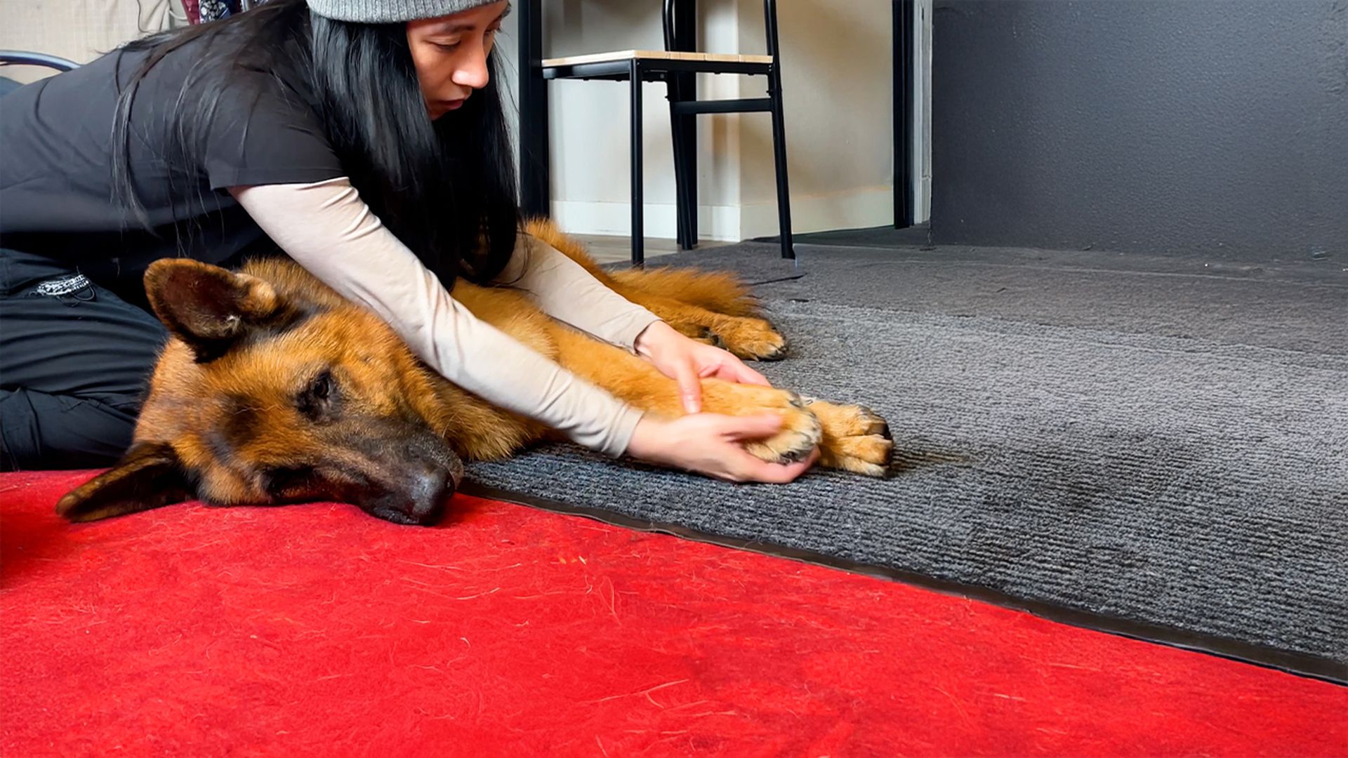 10-year-old German shepherd loves his massages