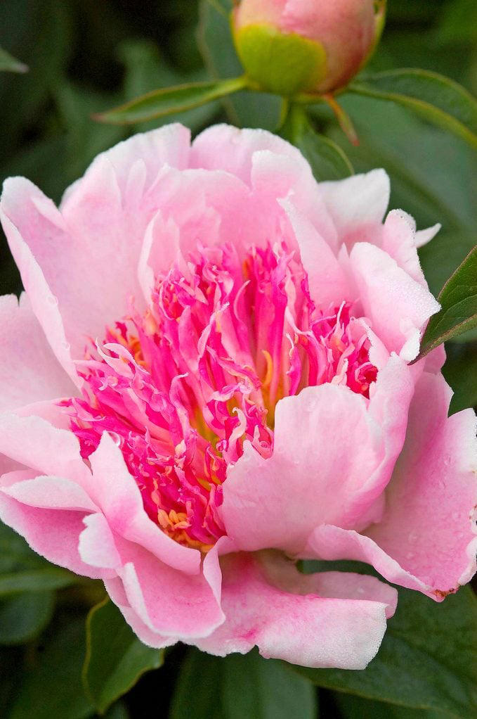 10 little-known peony plant facts