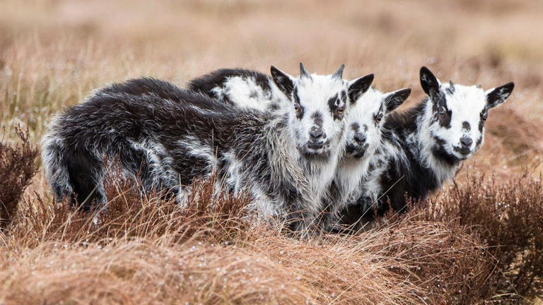 Fresh try for a bill to protect wild goat herd
