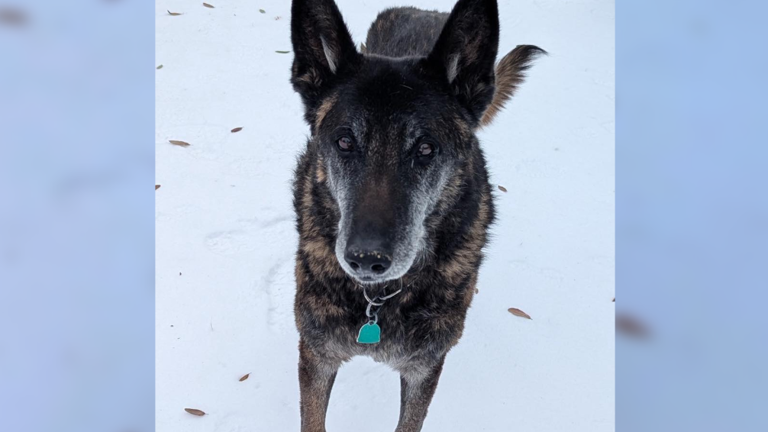 Cherished Fort Worth police K9 Nico dies while living in retirement ...