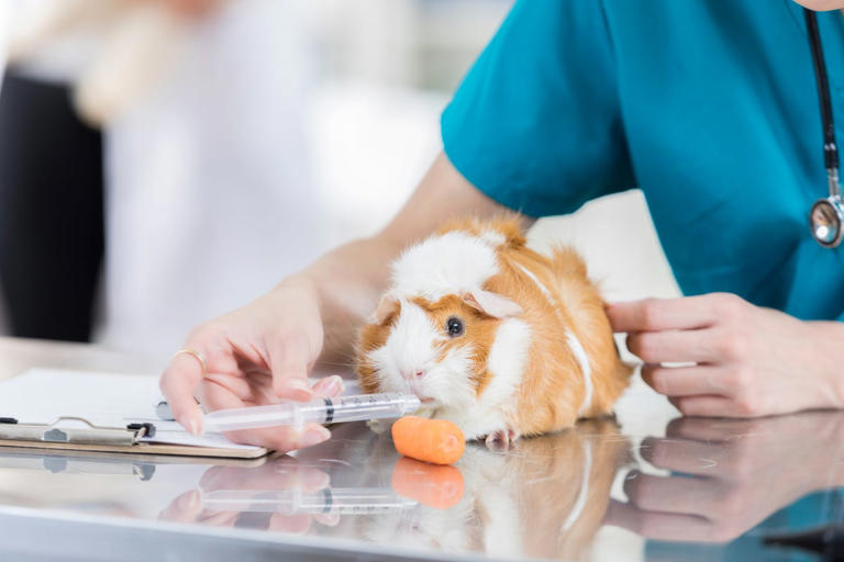 8 pet items professional organizers say are just clutter