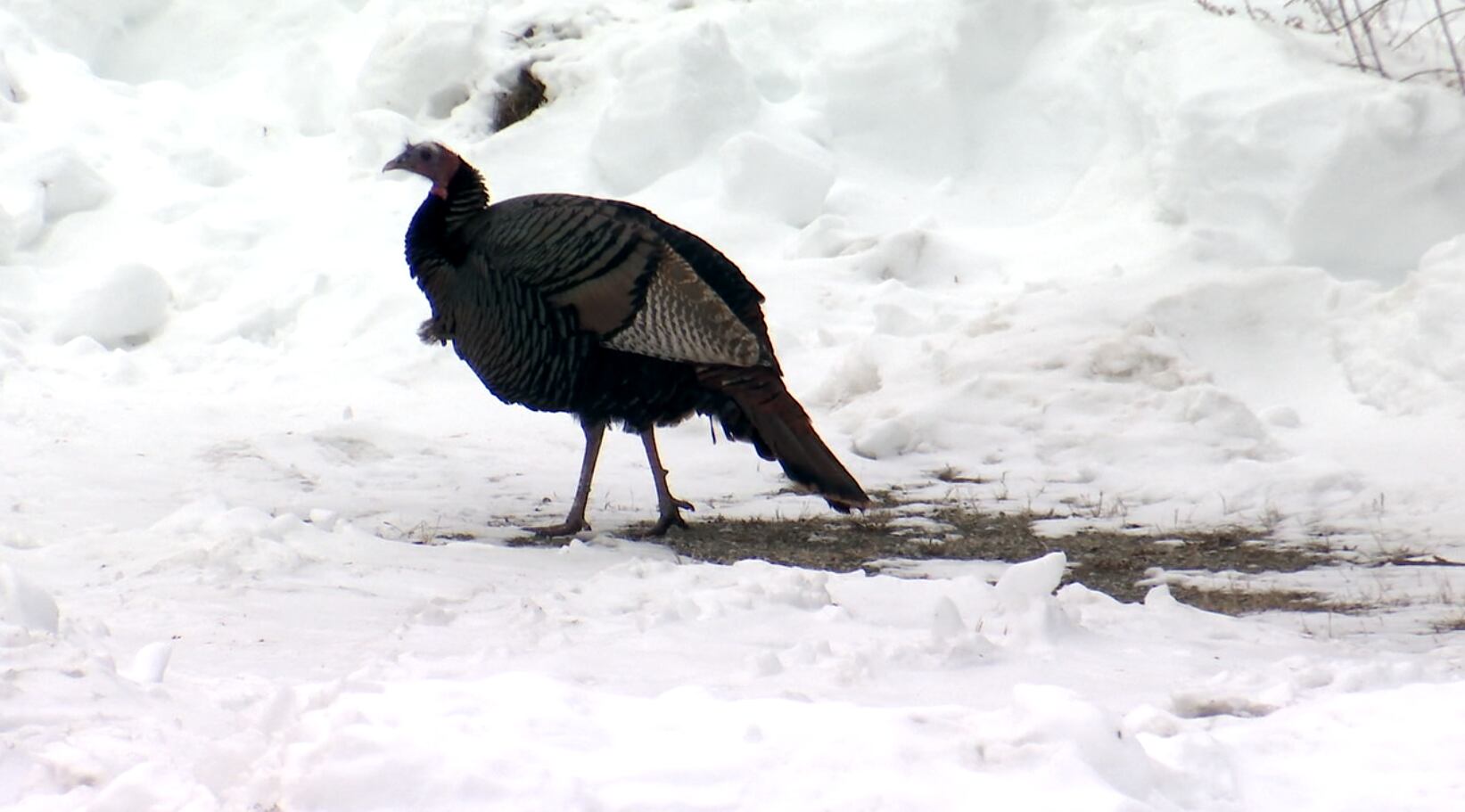 Public reacts after beloved turkey is allegedly stolen