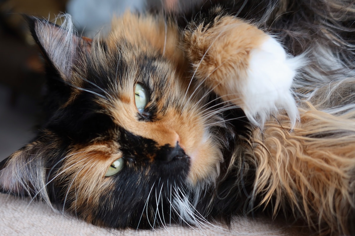 Maine coon cat 'holds his own hand' in the funniest ball of fun