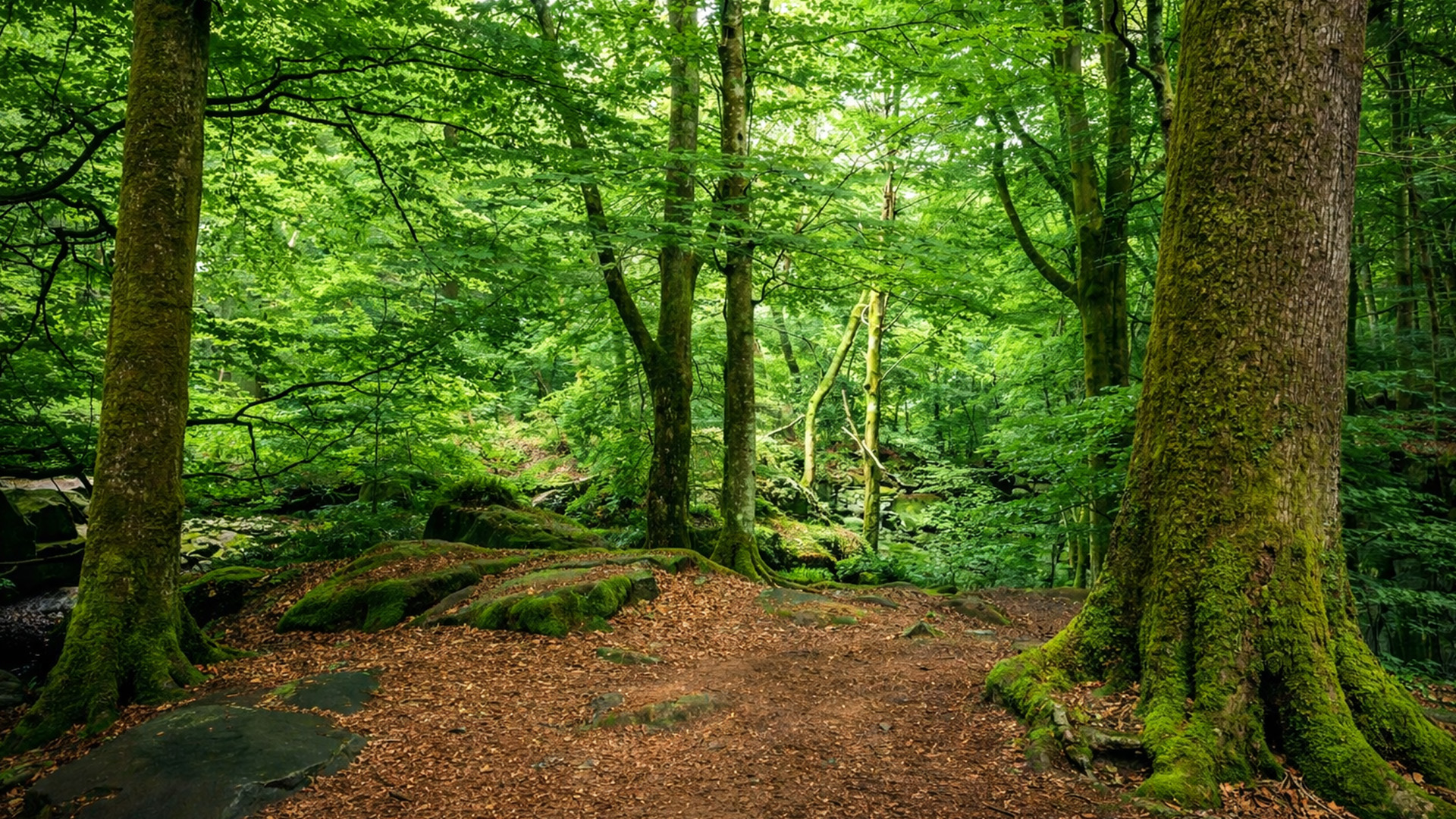 Devil’s Gorge Germany scenic hike through Teufelsschlucht (4K)