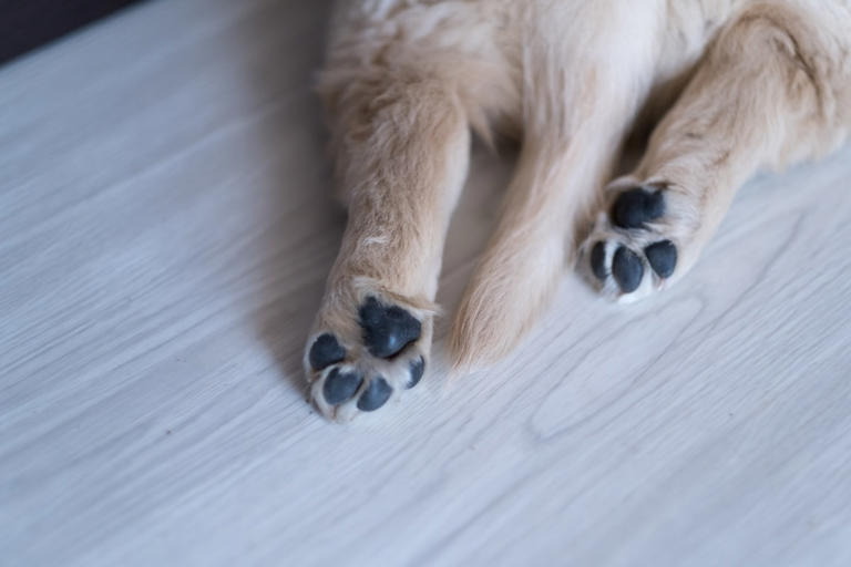 Golden retriever puppy looks like a 'real-life polar bear' and we can't ...