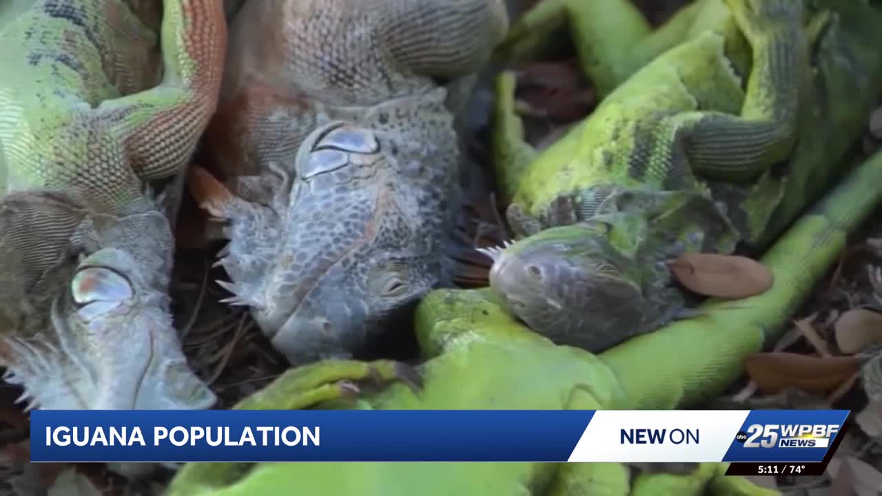 Professional iguana trapper says cold snap caused major reduction in ...