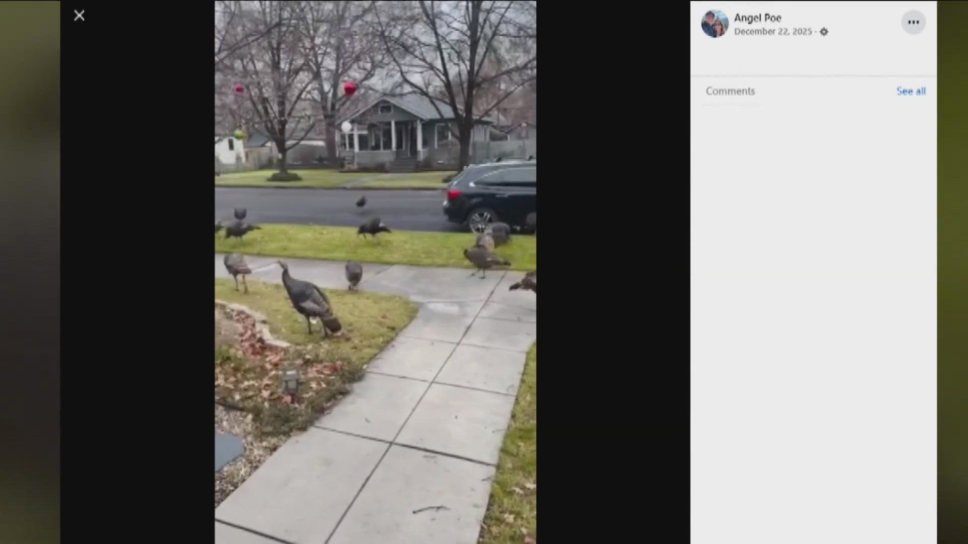 Trouble with turkeys? The City of Boise has tips for residents