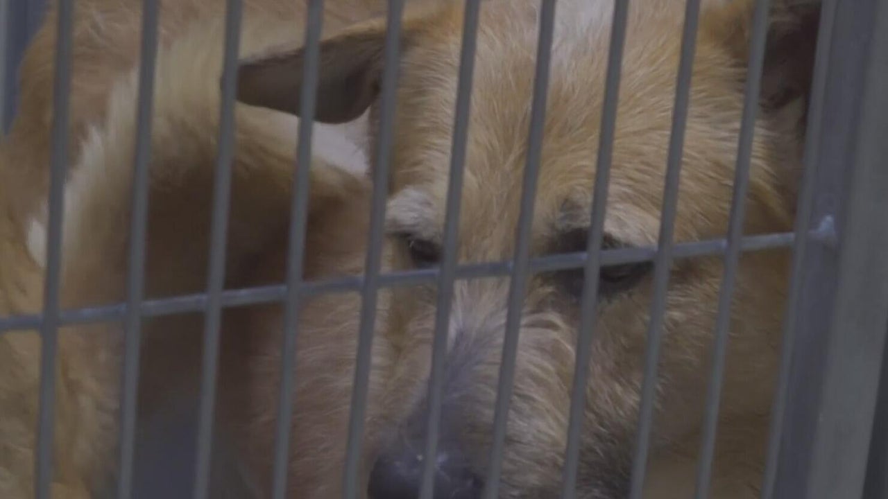 Dogs at Stanislaus County shelter need home as they face euthanasia due ...