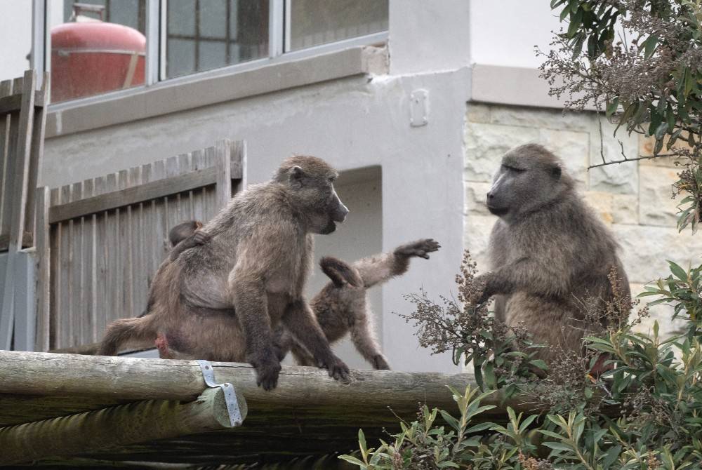 Baboon siblings get jealous just like human kids: Scientists