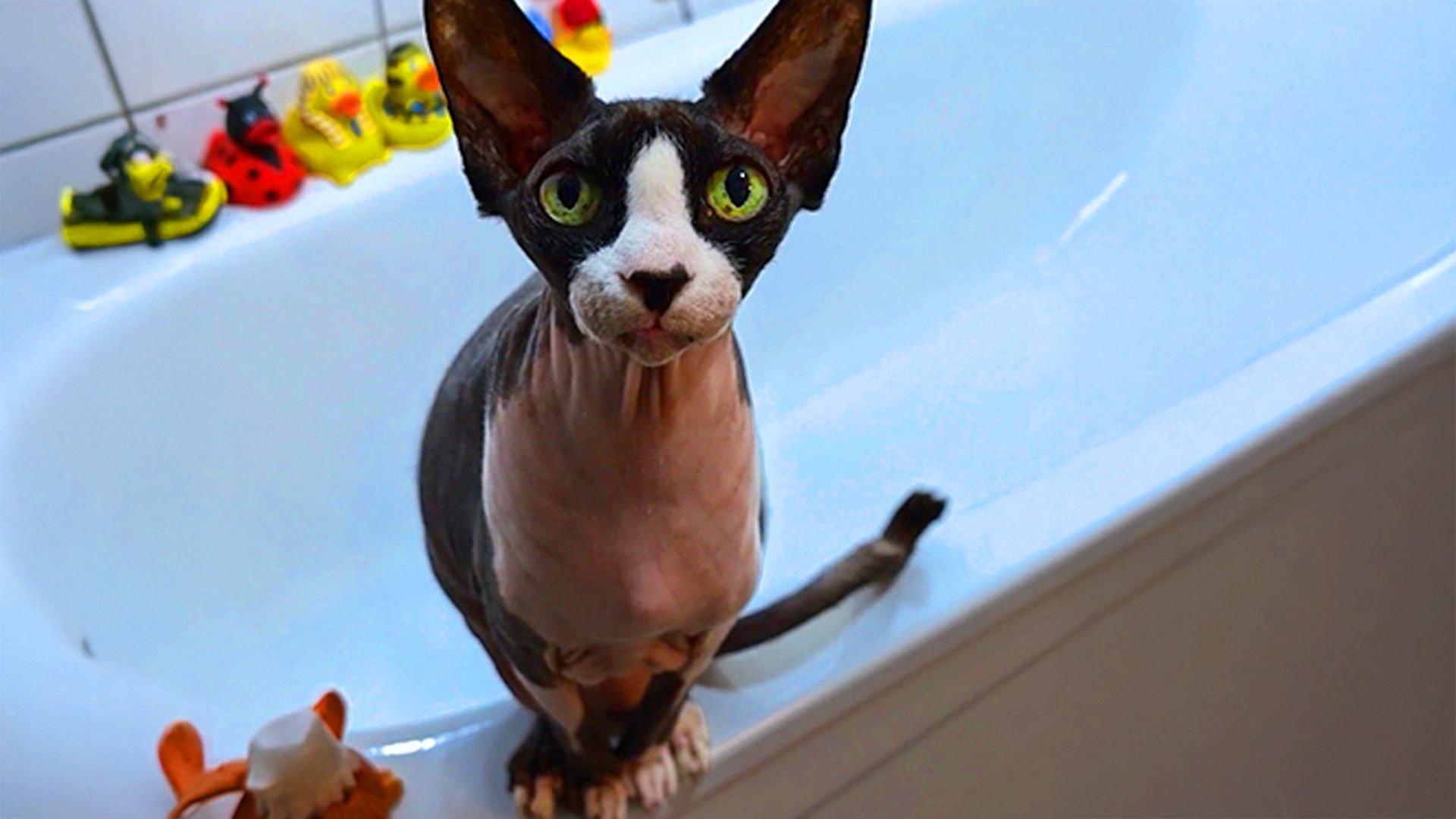 Hairless cat takes elaborate bubble baths every Sunday night