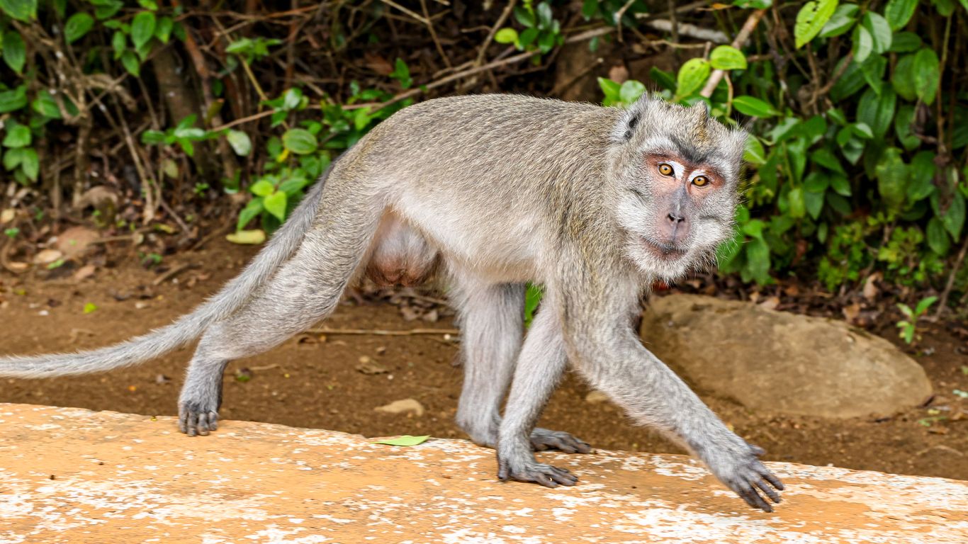 State investigates after research monkey ends up at Miami waste facility