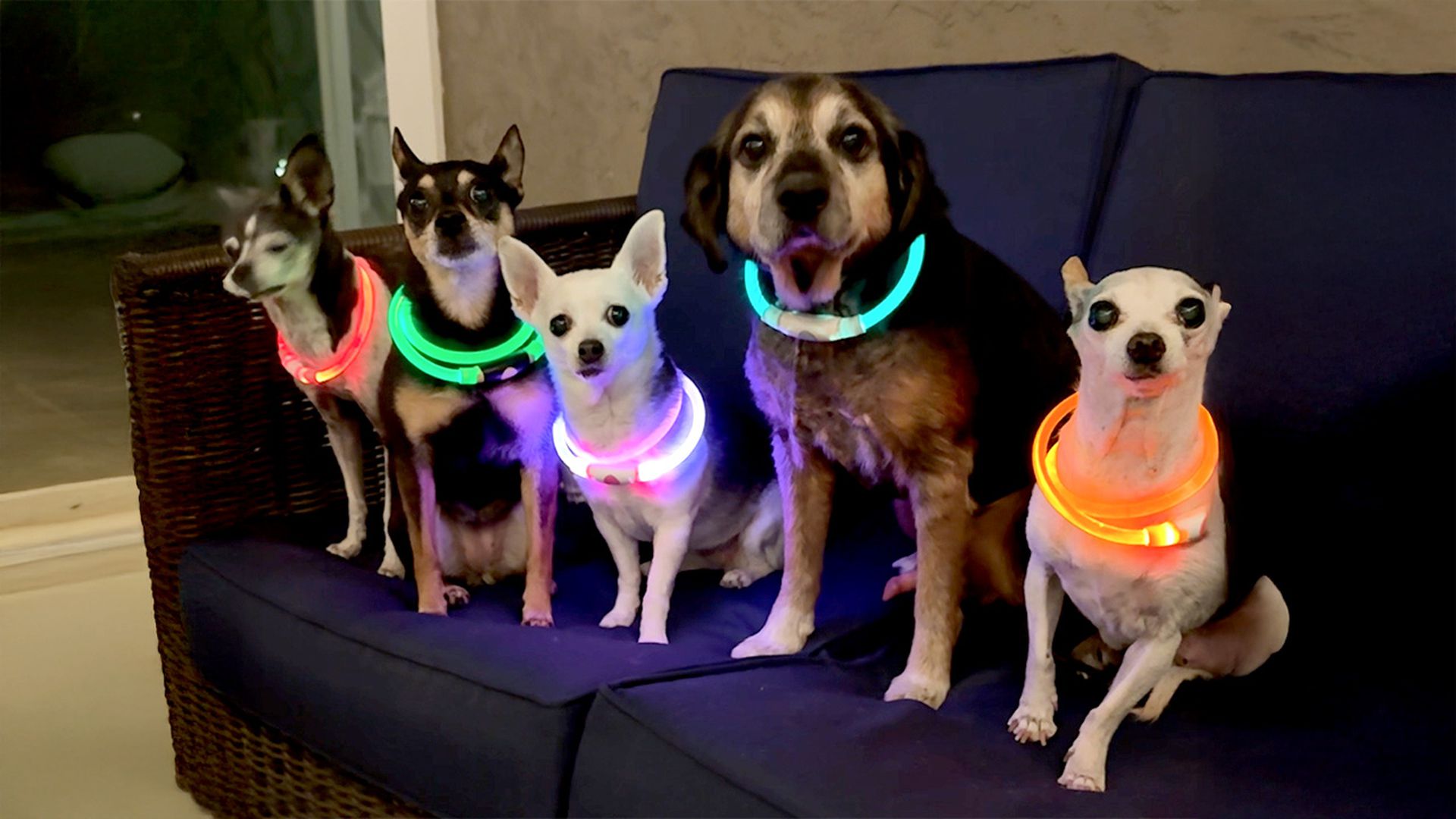 Woman hosts raves for senior dogs every single night