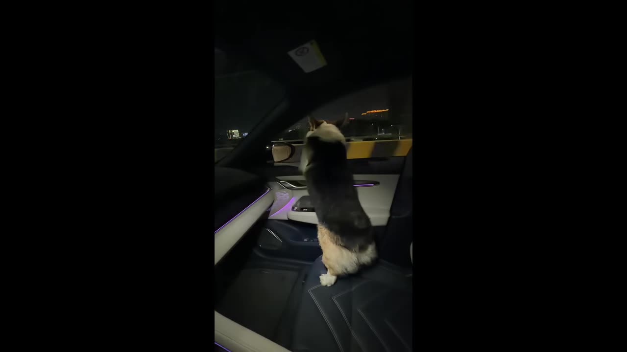 Corgi tumbles during car ride in Guangdong, China
