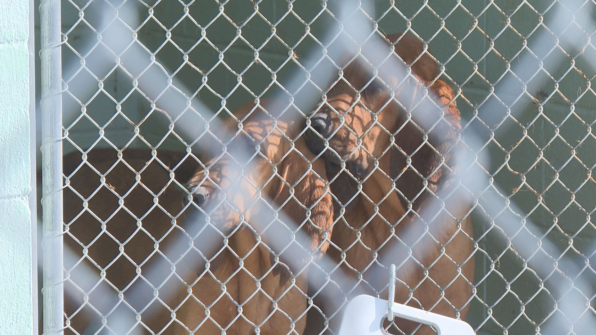 Montgomery County seeks homes for 42 dogs seized in hoarding case