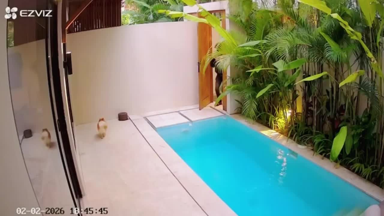 Deliveryman takes unexpected plunge into pool in Bali, Indonesia