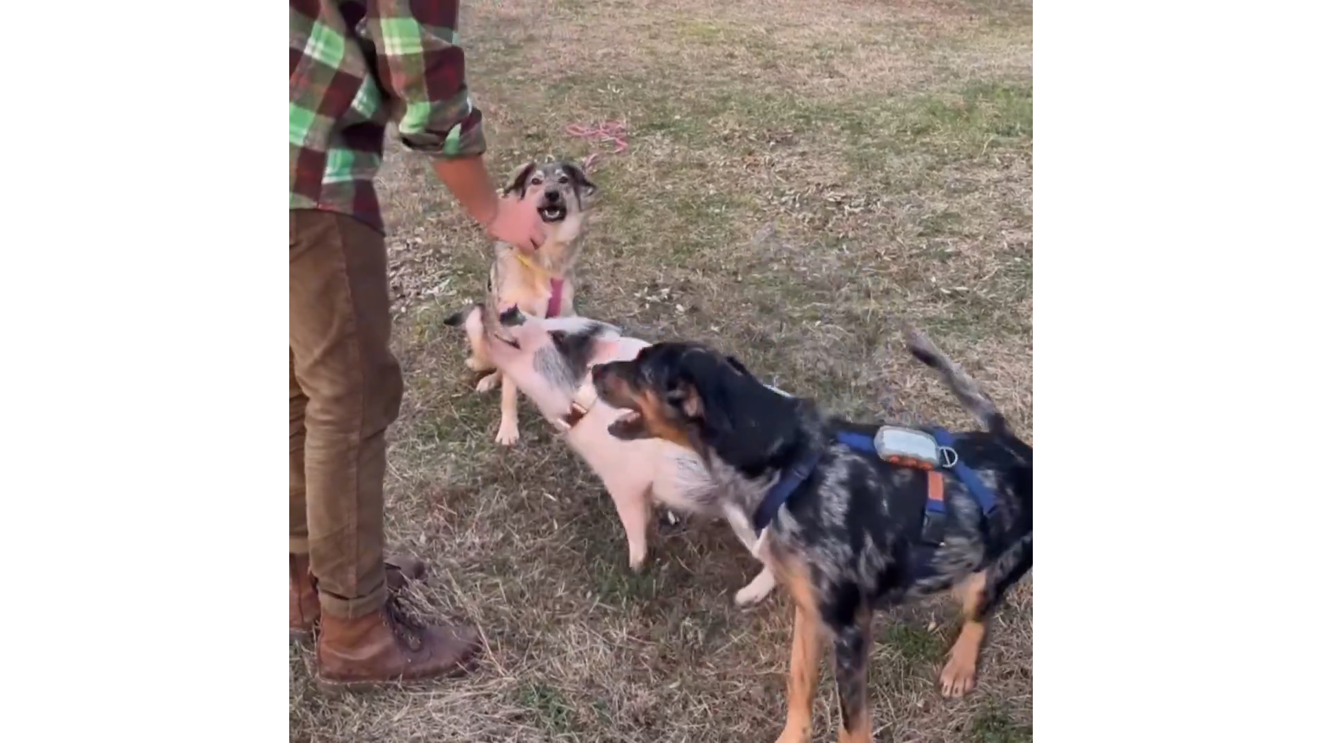 He grew up with dogs and they adopted him as their own