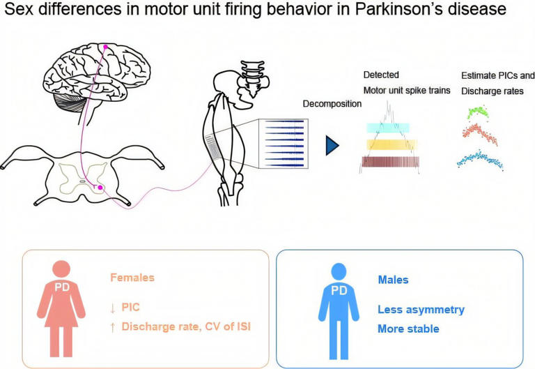 Unraveling sex differences in motor unit behavior in Parkinson's ...