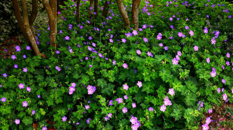 You can't deny the power of geranium Rozanne: Why gardeners love it