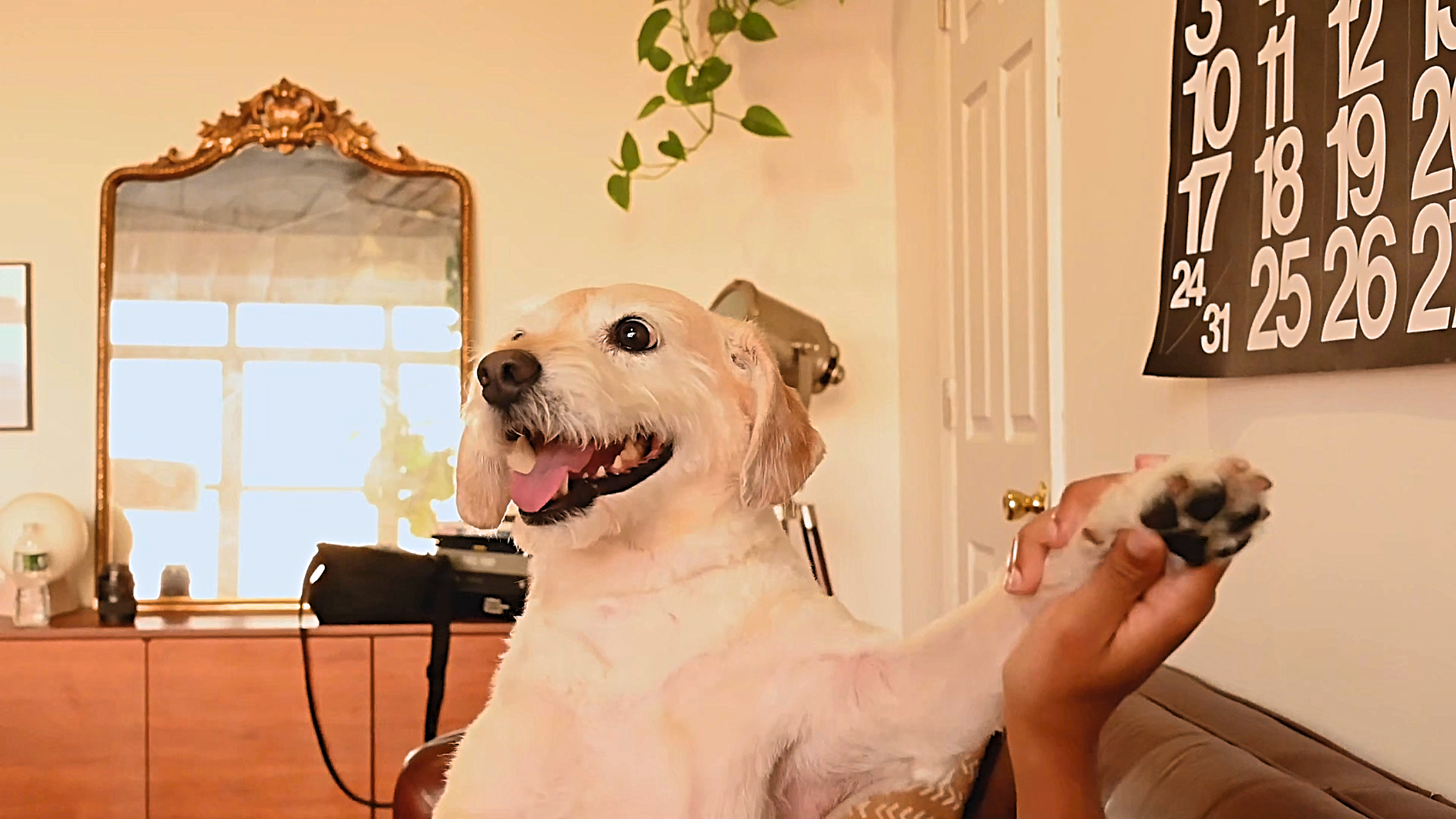 Een hond danst met zijn baasje in een rustig en grappig moment