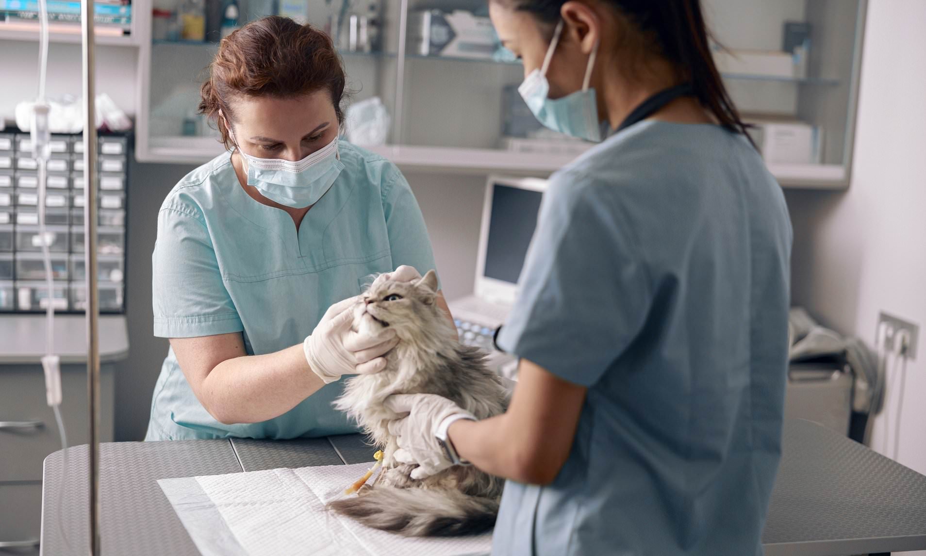 Castrate your ex for £10! RSPCA's neutering scheme where you can rename ...