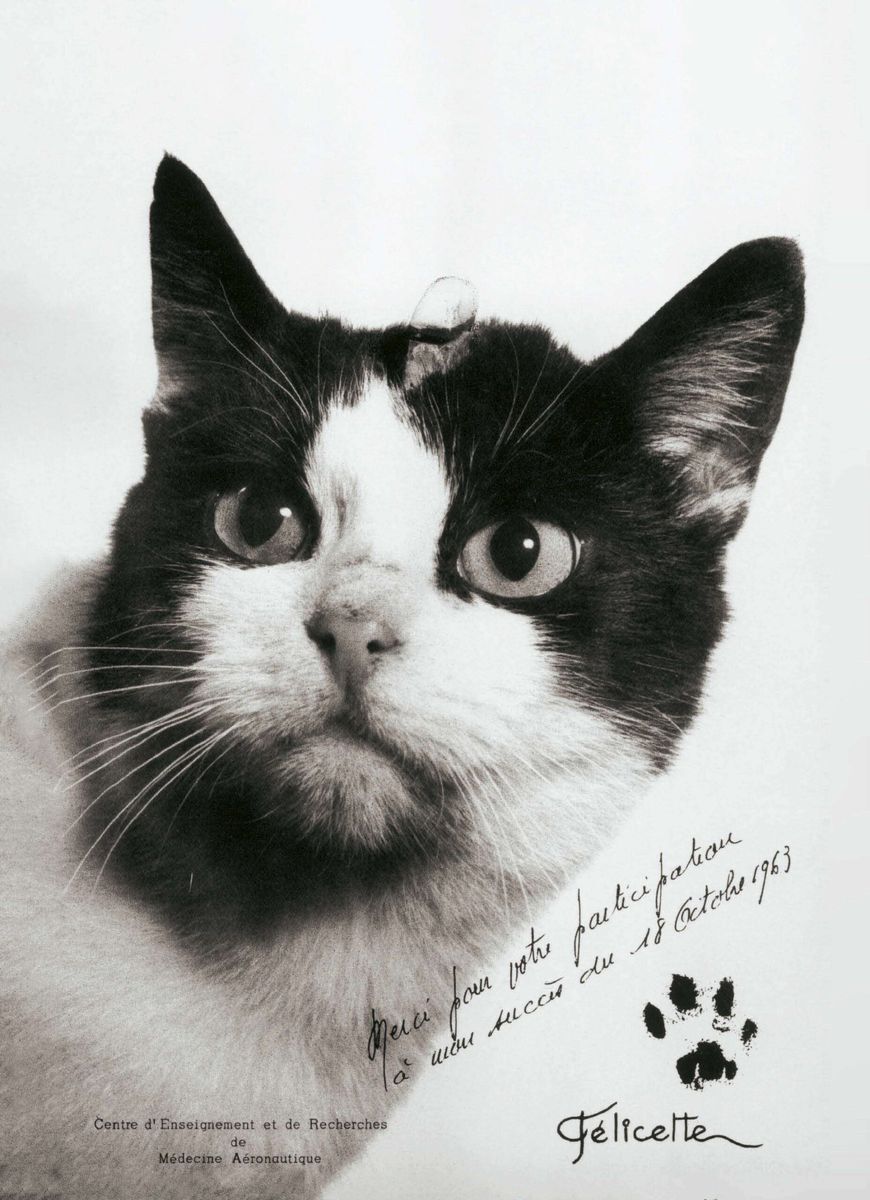 The most famous cats in history